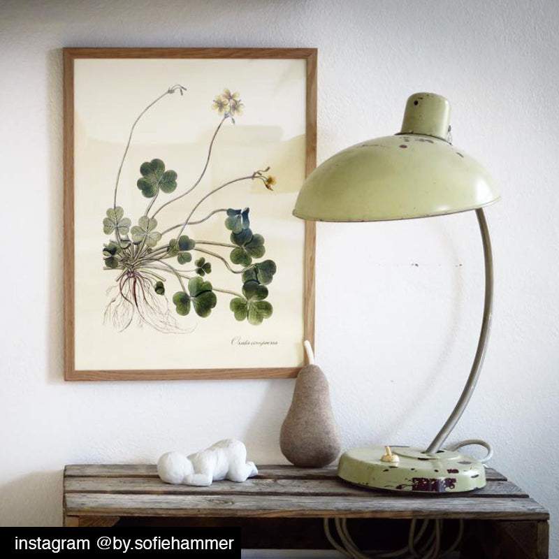 Plant Posters from The Plantae Collection – THE DYBDAHL CO.