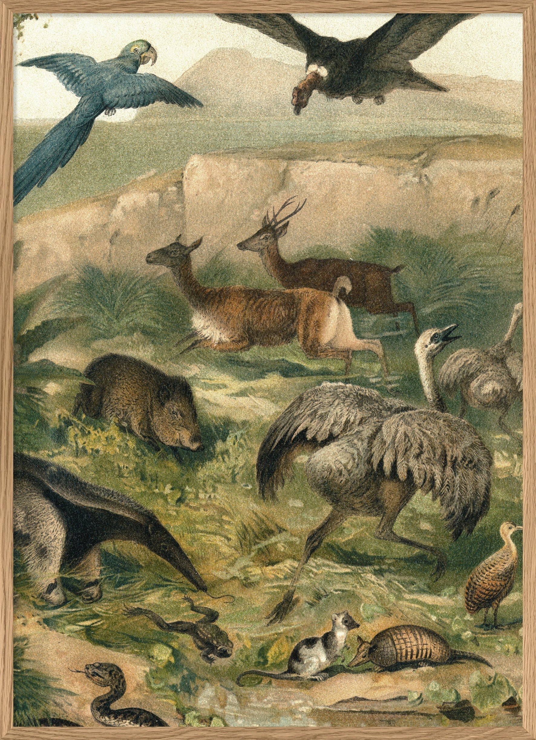 Neotropical Fauna Right side – THE DYBDAHL CO.