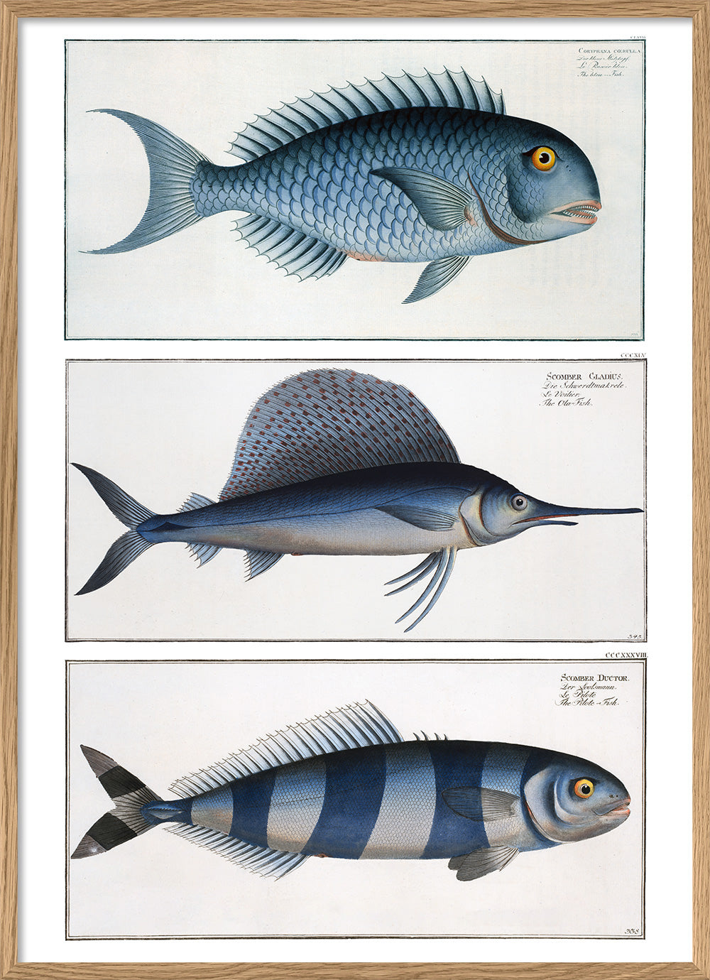 Bluefish, Ola-Fish and Pilot fish – THE DYBDAHL CO.