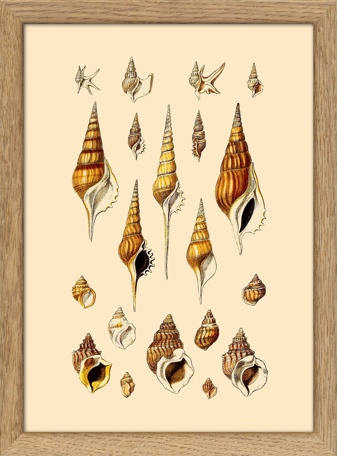 Orange and Brown Pointy Sea Shells. Mini Print – THE DYBDAHL CO.